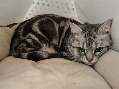 아메리칸숏헤어 레오 폼스키크기 폼치크기 폼피츠크기 푸숑크기 노르웨이숲크기 데본렉스크기 뱅갈크기 샴크기 셀커크렉스크기 스핑크스크기 아메리칸숏헤어크기 아메리칸컬크기 아비시니안