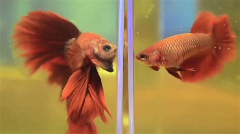 Proses Ikan Cupang Kawin Part Betta Fish YouTube