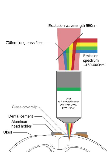 P Lsm Schema Near Infrared Light Is Used For Fluorescence Excitation