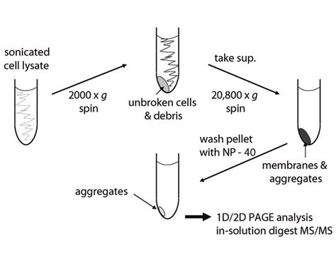 Workflow Of Aggregate Purification After Cell Lysis By Sonication