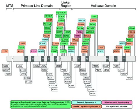 Disease Causing Mutations And Polymorphisms In The Twinkle Helicase Download Scientific