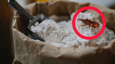 Everyday Kitchen Ingredients To Save Your Flour From Weevils Floura Recipe Blog