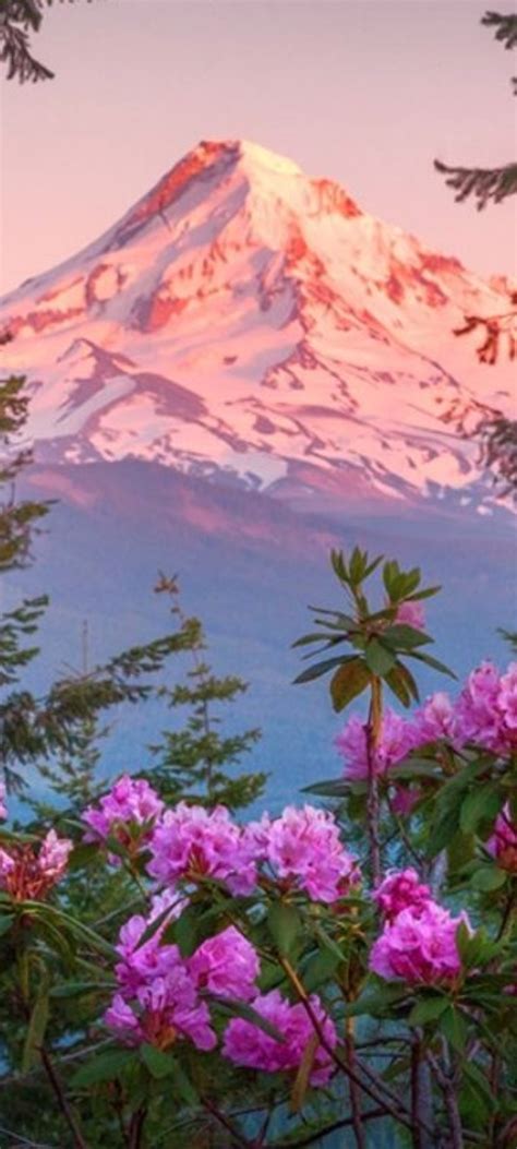 طبیعت عکس ویسگون