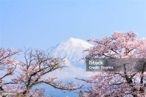 벚꽃 벚나무가 있는 후지산 후지산은 일본에서 가장 유명한 보카노 산입니다 0명에 대한 스톡 사진 및 기타 이미지 0명 4월