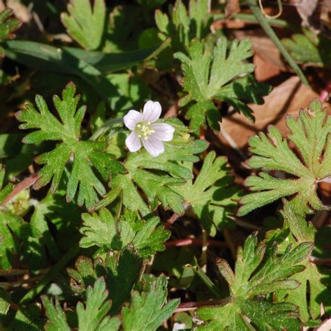 Carolina Geranium Quiet Nature