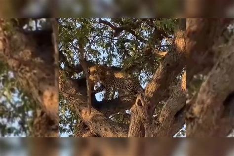 食肉动物捕猎混剪，豹子把狮子幼崽捉到树上豹子狮子