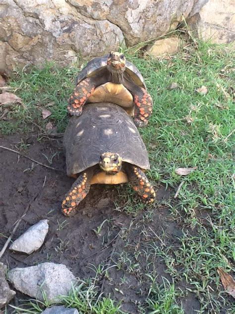 Turtle Sex Memes Imgflip