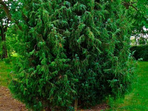 Juniperus Hibernica Viveros Franco