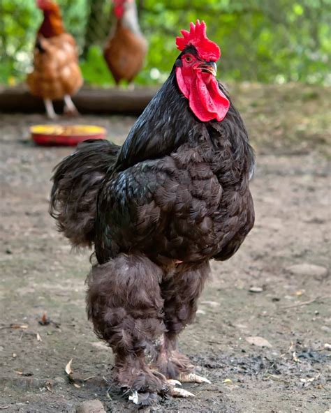 24 Stunning Black Chicken Breeds