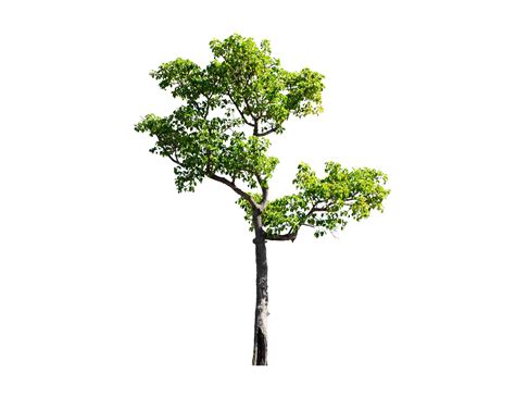 Tree Photoshop Overlays Photo Overlays Package Leaves Plant Etsy