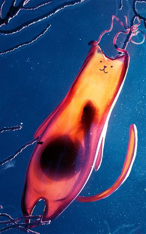 Shark Eggs Looks Like Cats By Vasja Slvm On Deviantart