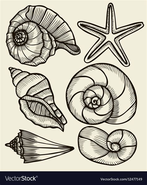 Как нарисовать ракушку карандашом легко 97 фото
