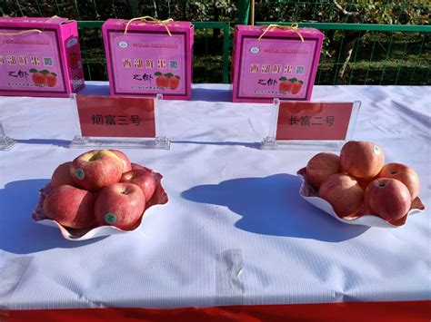 花莎碧水相约中卫 第二届宁夏苹果大赛暨沙坡头苹果节 消费日报网