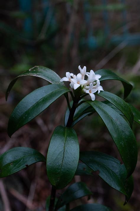 野の花百景 コショウノキKoshonoki