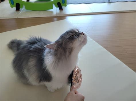 [고양이 빗 추천] 케어펫 사랑빗 E3 페스룸 힐링브러쉬 바비온 브러쉬 탱글엔젤 프로 비교 내돈내산 네이버 블로그