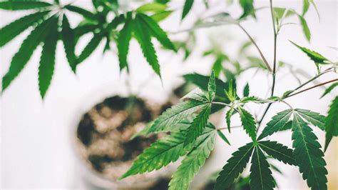 Cbd Oil Benefits Cancer Pain Anxiety And More