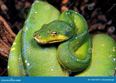 Python Vert Morelia Viridis Stock Image Image Of Morelia Oceania