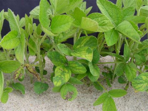 Nutrient Deficiencies In Soybean Cropwatch Nebraska