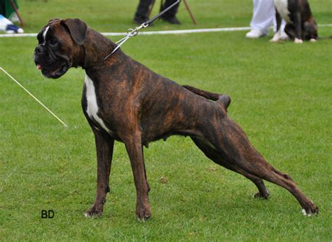 Ausstellungen » Boxerwelpen – Boxerzüchter – Boxer Welpen von der ...