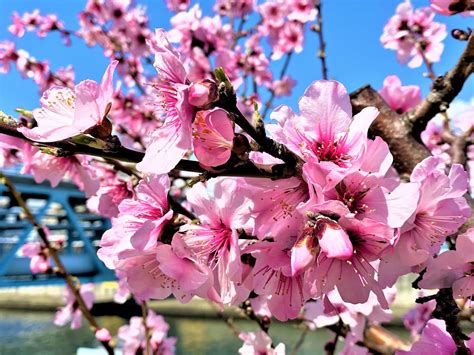 アーモンドの花が満開！東灘・魚崎の東水環境センター”水辺の遊歩道・うおざき”にある「アーモンド並木」でお花見してきた！ 東灘区 お花見