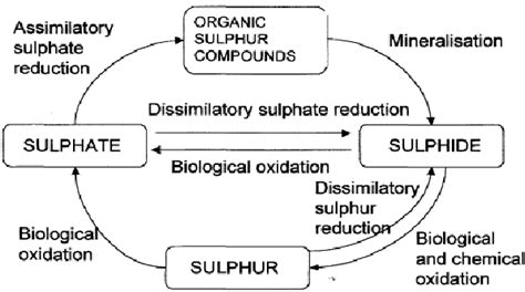 The Biological Sulphur Cycle Janssen Et Al 1999 Download