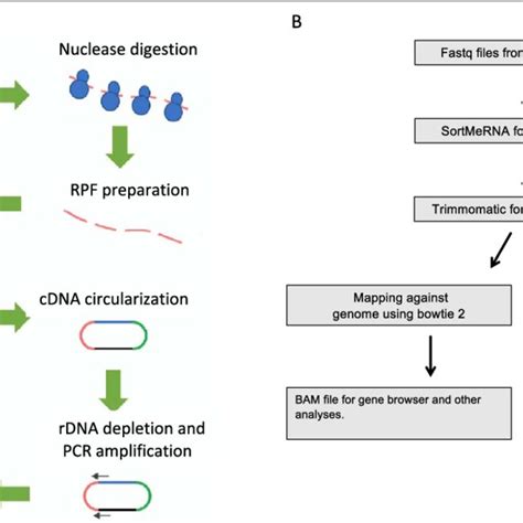 Pdf Small Scale Sequencing Enables Quality Assessment Of Ribo Seq