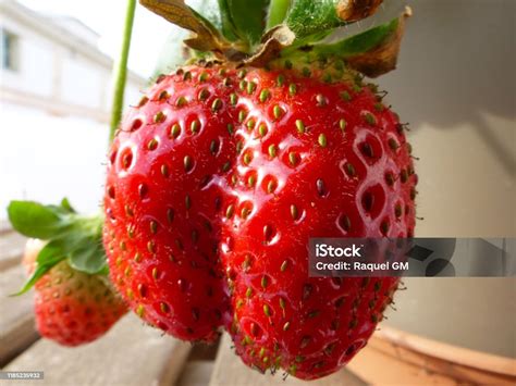 딸기의 식물의 매크로 이미지 딸기는 여전히 녹색과 빨간색 성장 나무 테이블과 전도자 위에 꽃 냄비 0명에 대한 스톡 사진 및 기타 이미지 Istock