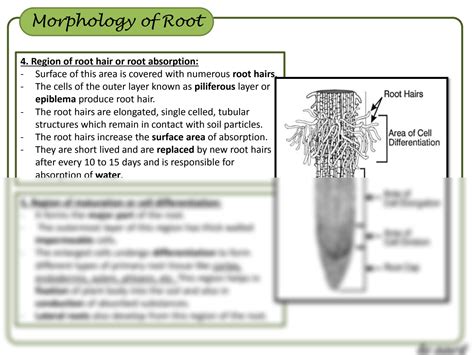 Solution Morphology Simplified Studypool