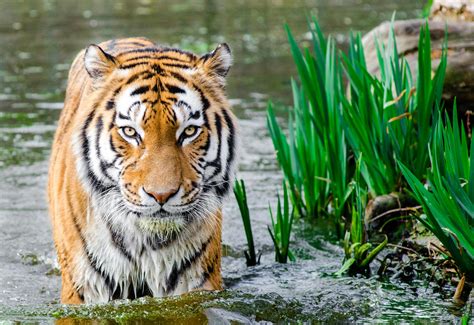 Foto De Stock Gratuita Sobre Agua Animal Exotico Animal Salvaje Asia