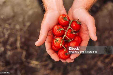 빨강 잘 익은 체리 토마토의 가지를 들고 목장의 최고 보기 나뭇가지에 대한 스톡 사진 및 기타 이미지 나뭇가지 낮 농부