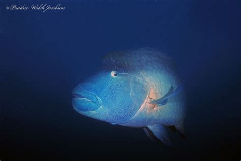 Napoleon Lippfisch Buckelkopf Lippfisch Cheilinus Undulatus