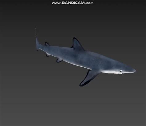 Ds Max Max Cg