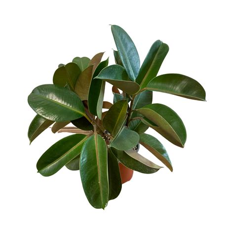 Assorted Ficus Elastica Robusta Rubber Tree Plant Addicts Anonymous