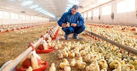 Coccidiosis In Chickens Can Vaccines Increase Benefits