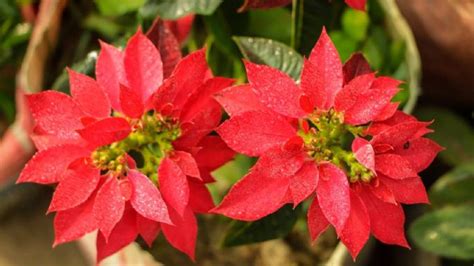 ¿qué Significado Tiene La Flor De Nochebuena En Navidad Aquí Te Lo