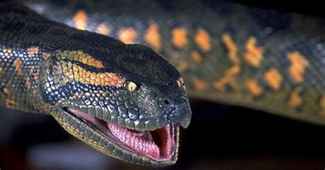 정정아 팔 덥석 문 아나콘다 세계서 가장 큰 뱀 몸길이 최대 12m