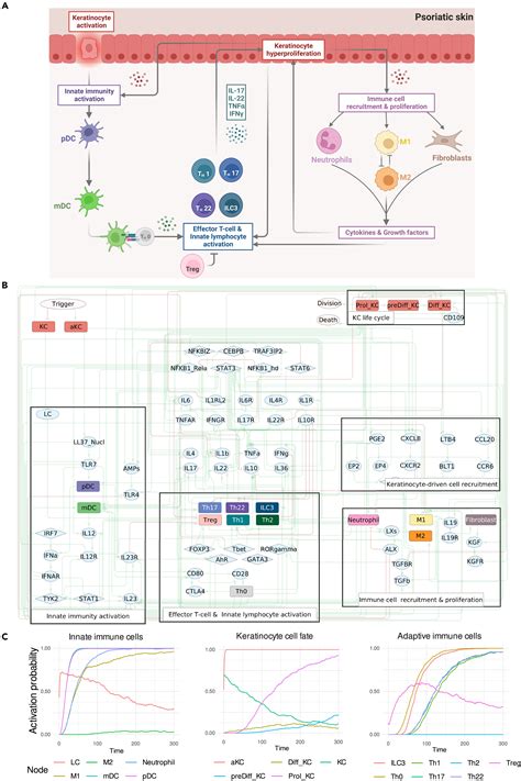 Dynamic Boolean Modeling Of Molecular And Cellular Interactions In