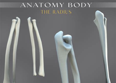 Radius Definition Body At Margaret Steen Blog