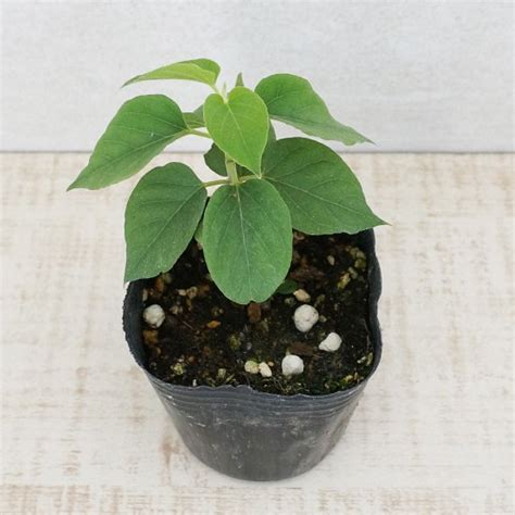 夜来香 イエライシャン 苗の通信販売 夏に黄色い花が咲く植物 ロハスプラザ
