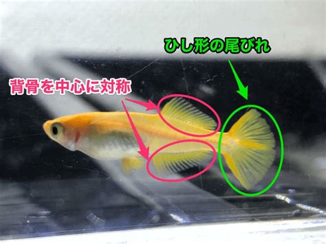 東天紅メダカの特徴、作り方とは めだかやベース