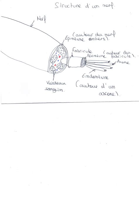 schéma de la structure d un nerf Nosdevoirs fr