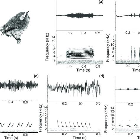 Oscillogram Upper Part And Spectrogram Lower Part Of Alert A