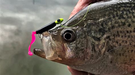 Swimming Bait Tactics And Tricks For Summer Crappie