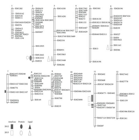 Quantitative Trait Loci Qtls Associated With The Contents Of Amylose Download Scientific