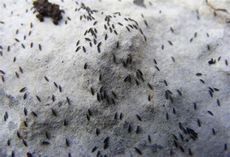 What Are These Tiny Black Bugs That Jump