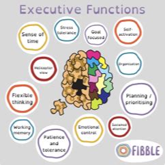 6 DEVELOPMENTAL PSYCH Developmental Differences Flashcards Quizlet