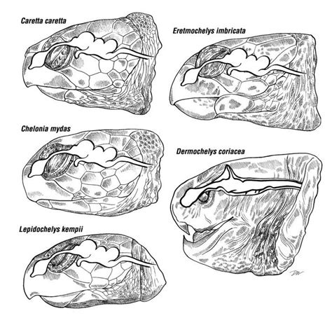 The World Of Science Turtle Brain Size Gnaraloo Wilderness Foundation