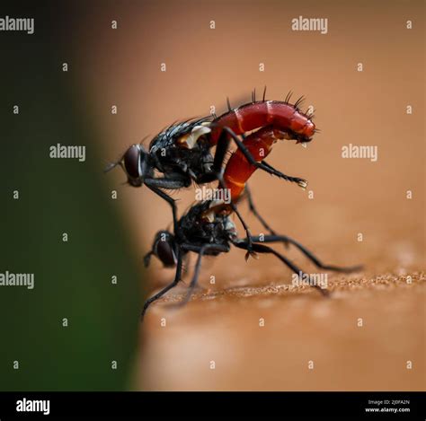 Insects Mating Up Close Insect Mating Zgub