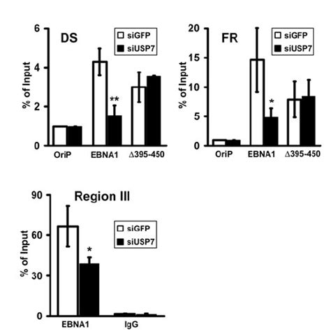 Effects Of Usp7 Silencing On Ebna1 Dna Interactions In Vivo A Cne2z