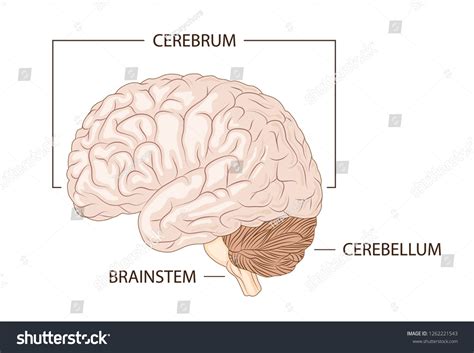 15 749 Afbeeldingen Voor Cerebrum Afbeeldingen Stockfotos En
